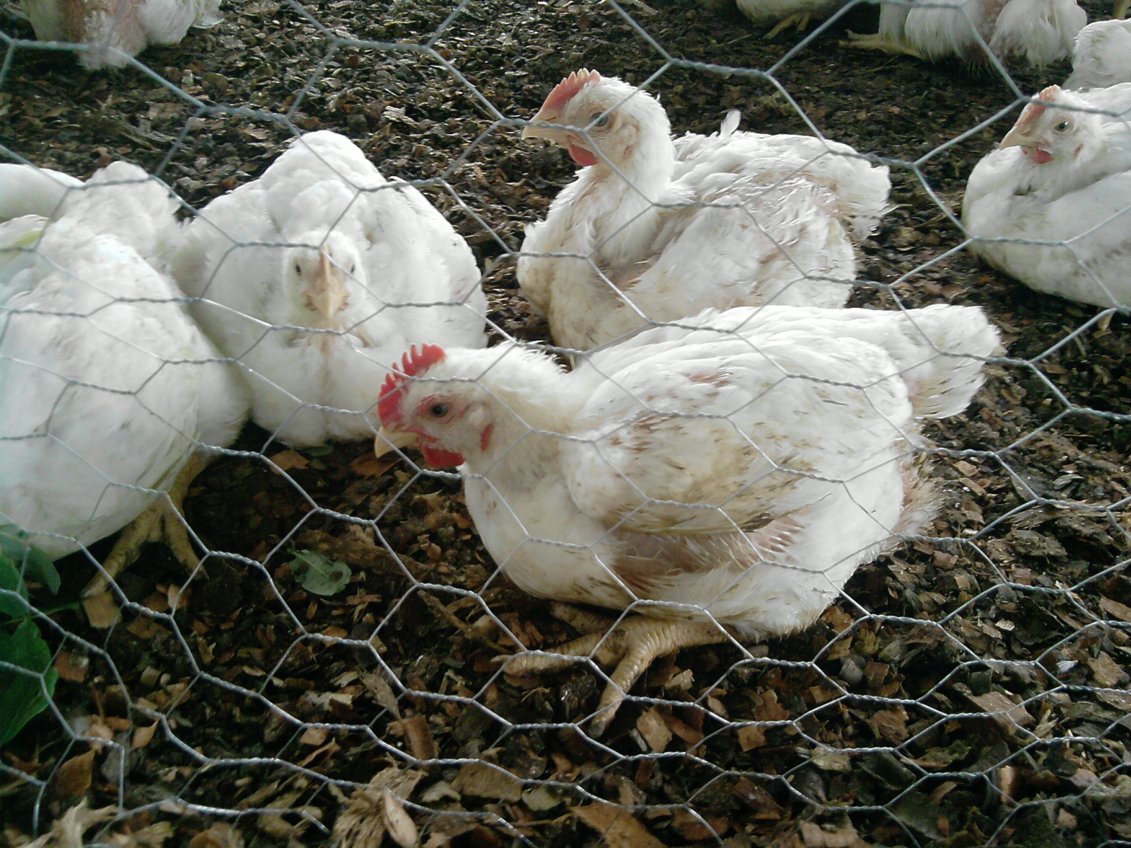 Administradores agropecuarios (H.J.C): GALPON DE POLLOS